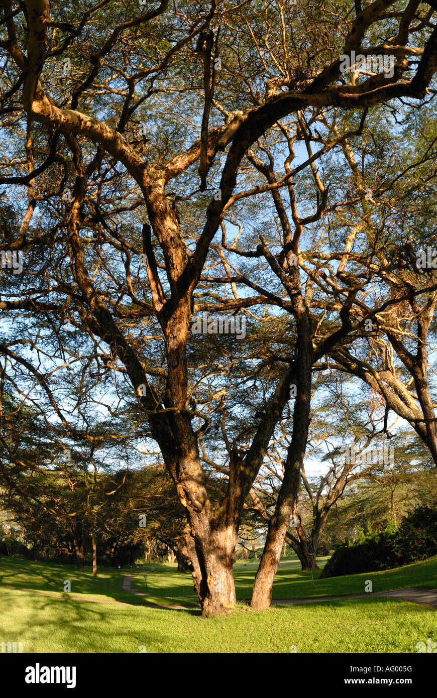 Acacia xanthophloea or Yellow barked Acacia Tree in the grounds of Lake ...
