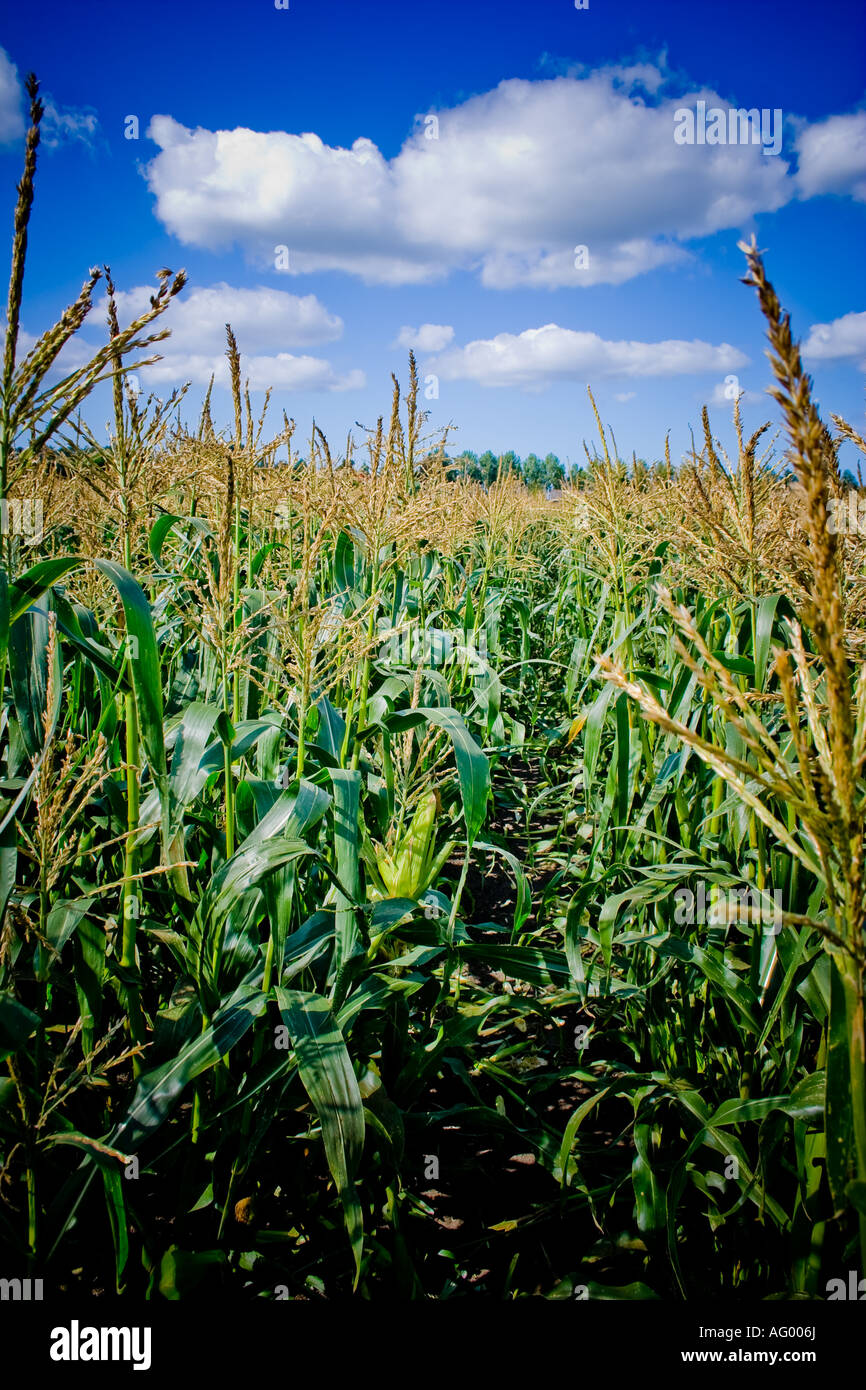 Crop Field Netherlands Stock Photo - Alamy