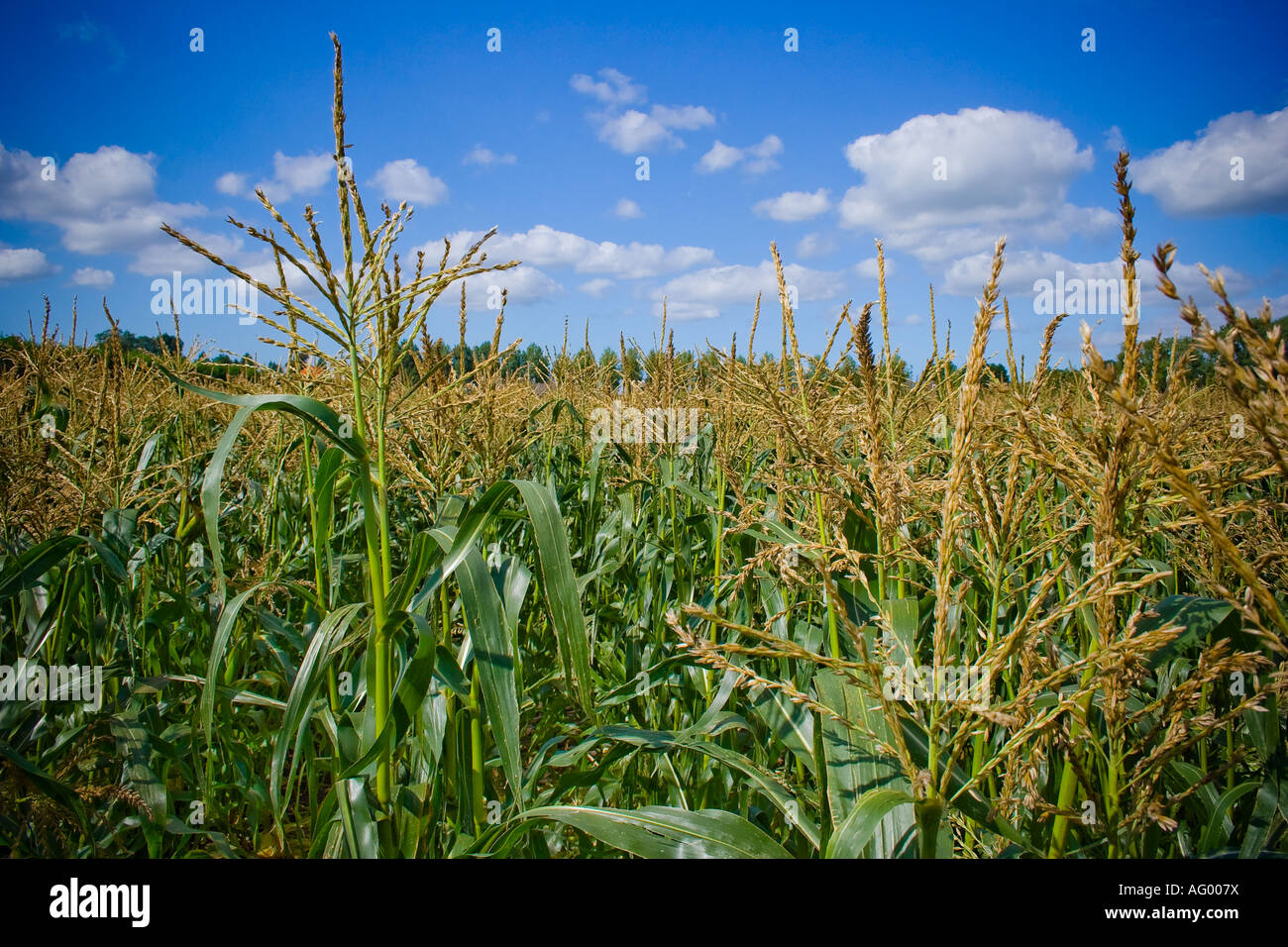 Maize hi-res stock photography and images - Alamy