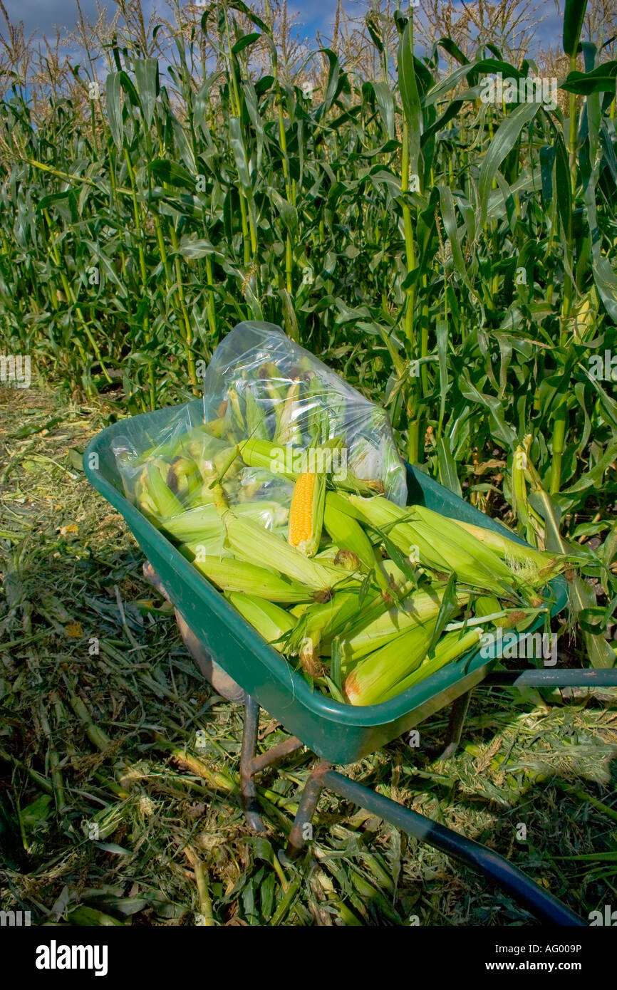 Wheel barrow full of Corn, Netherlands Stock Photo - Alamy