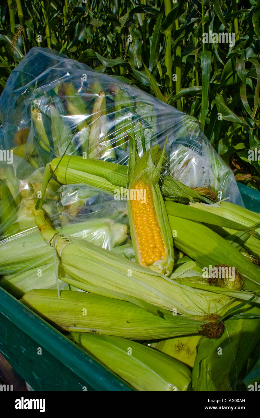 wheel barrow corn cops agriculture field harvest Stock Photo - Alamy