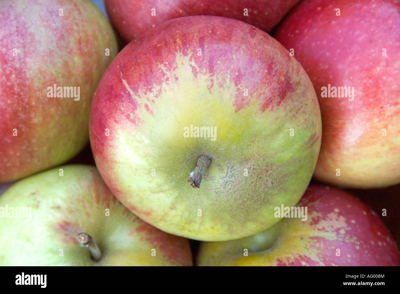 Close up of Worcester Pearmain apple with stalk Stock Photo - Alamy