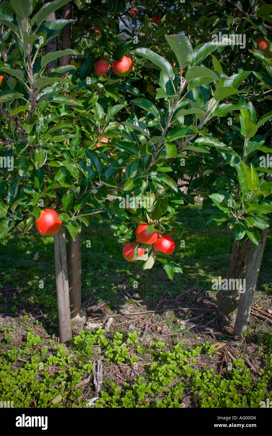 Red Apples in Orchard, Netherlands Stock Photo - Alamy