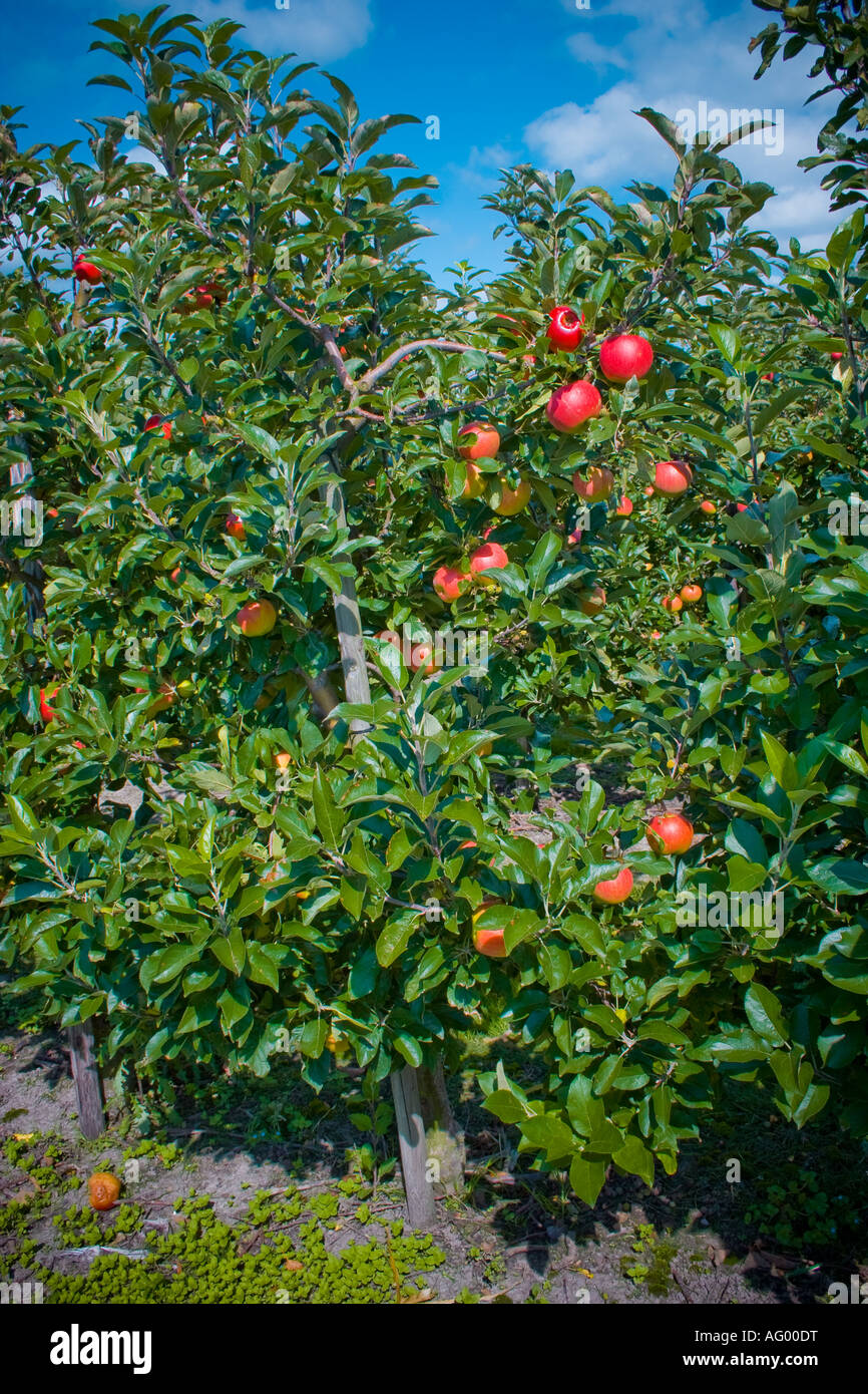 Red Apples in Orchard, Netherlands Stock Photo - Alamy