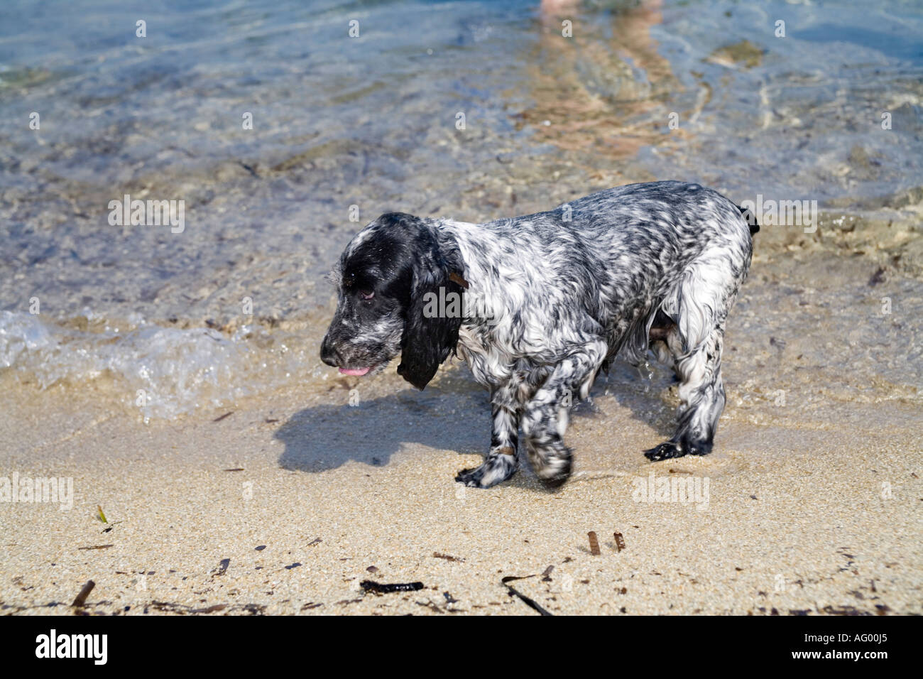 Dog having a bath at the beach Stock Photo - Alamy