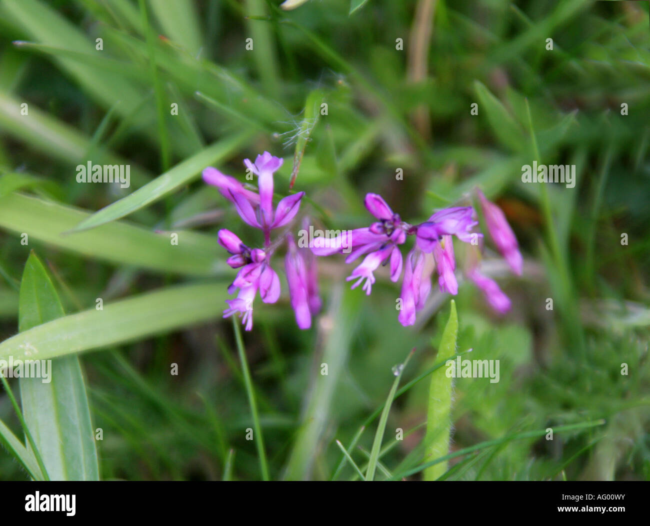 Common Milkwort Polygala vulgaris Polygalaceae Stock Photo - Alamy