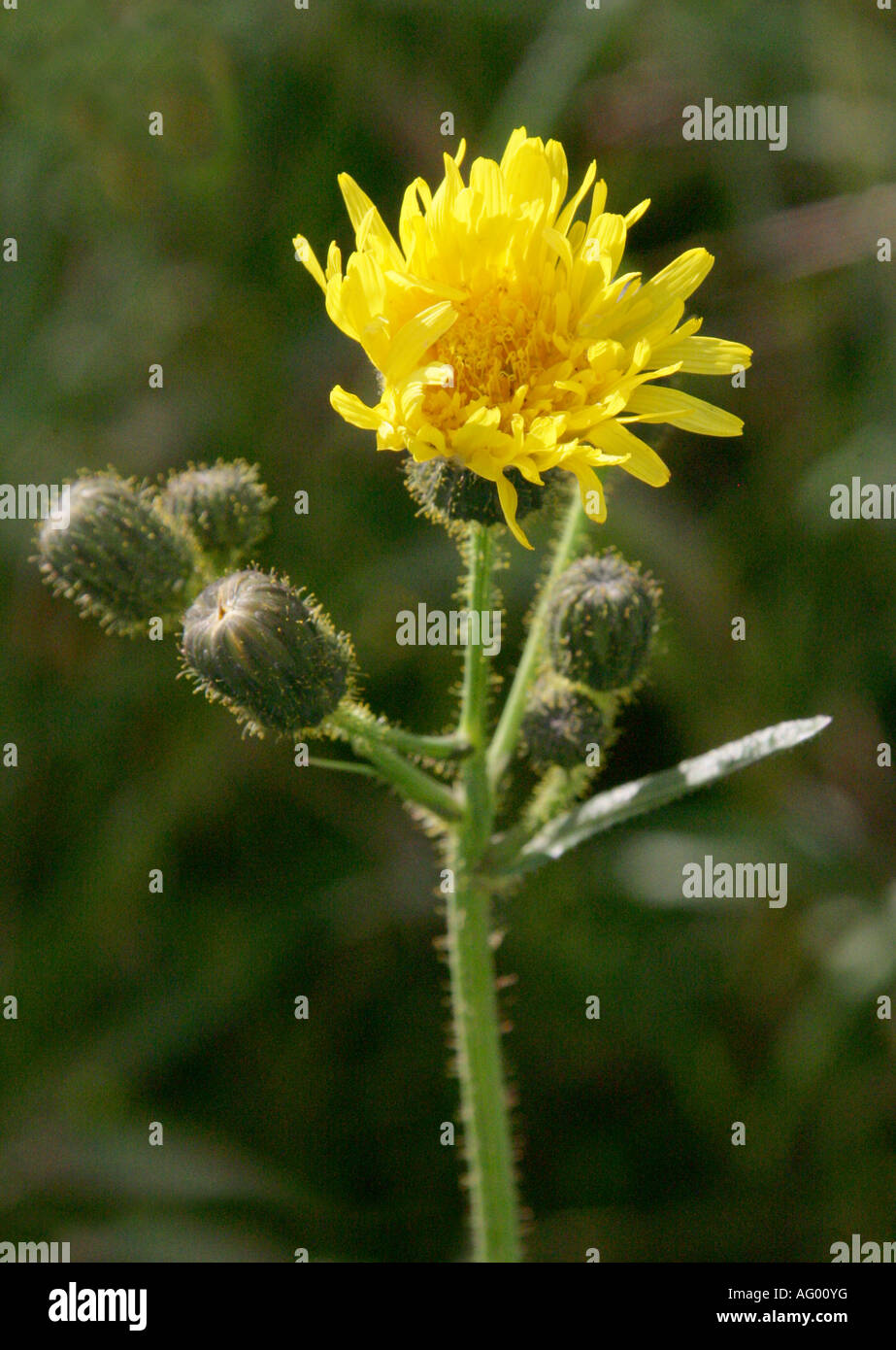 Perennial Sow Thistle Sonchus arvensis Asteraceae Stock Photo - Alamy