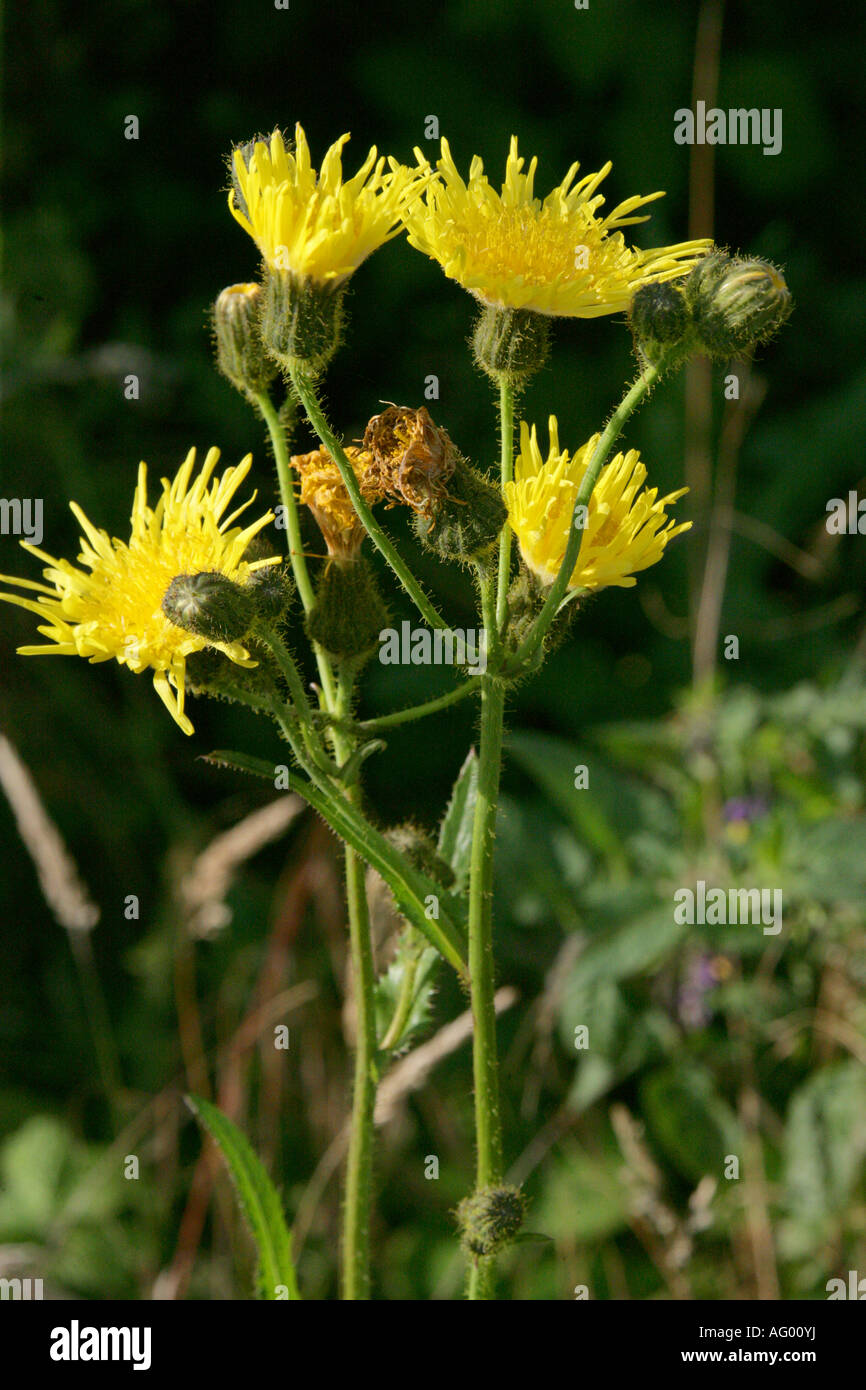 Sow thistle hi-res stock photography and images - Alamy