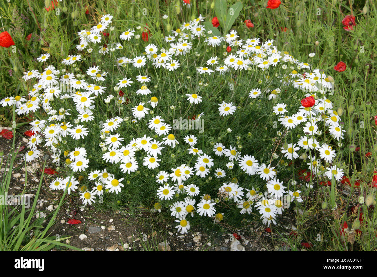 Scentless Mayweed Matricaria perforata and Common Poppies Papaver ...