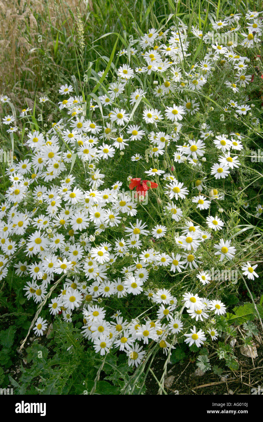Scentless Mayweed Matricaria perforata and Common Poppy Papaver rhoeas ...