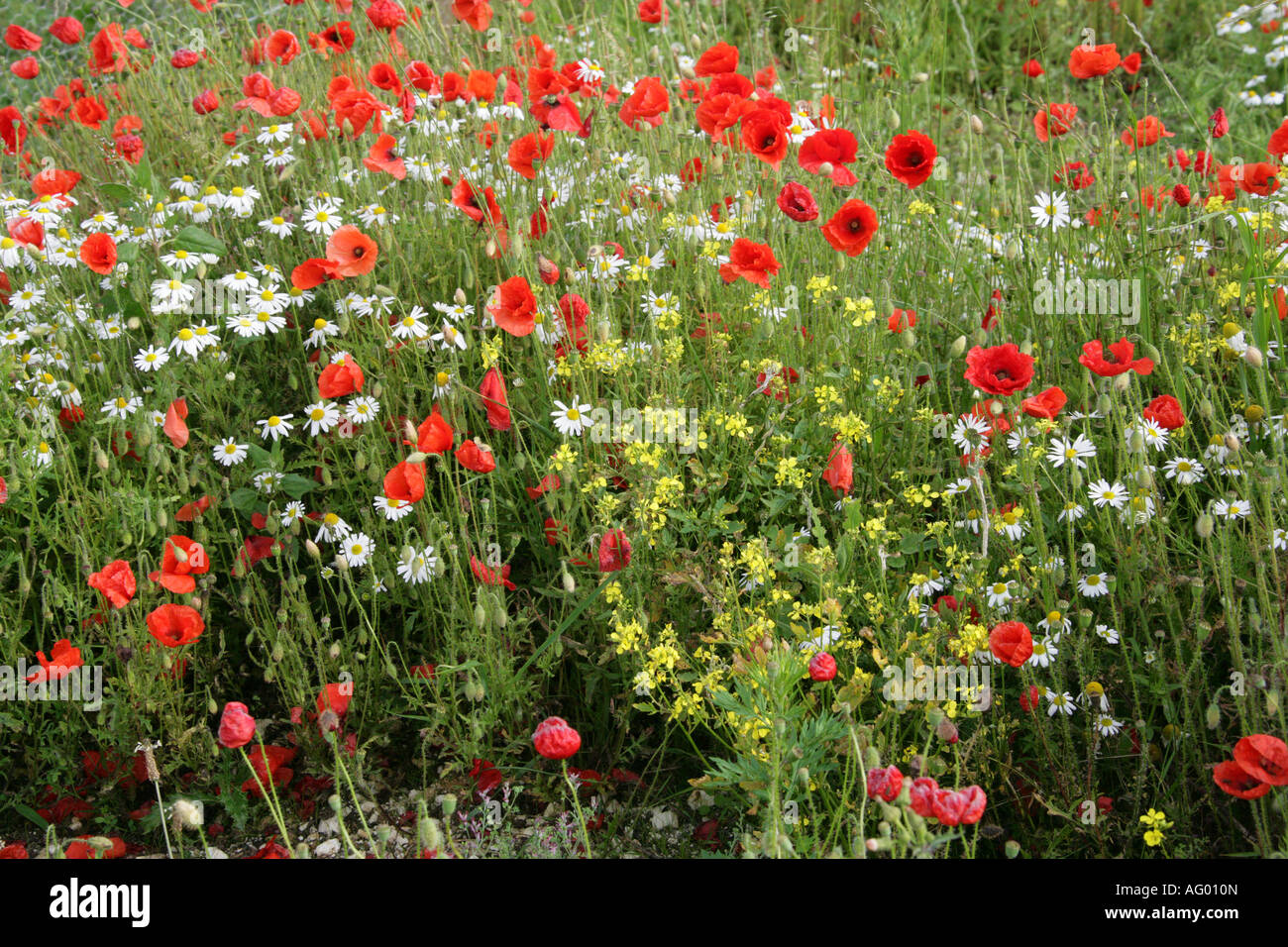 Scentless Mayweed Matricaria perforata and Common Poppies Papaver ...