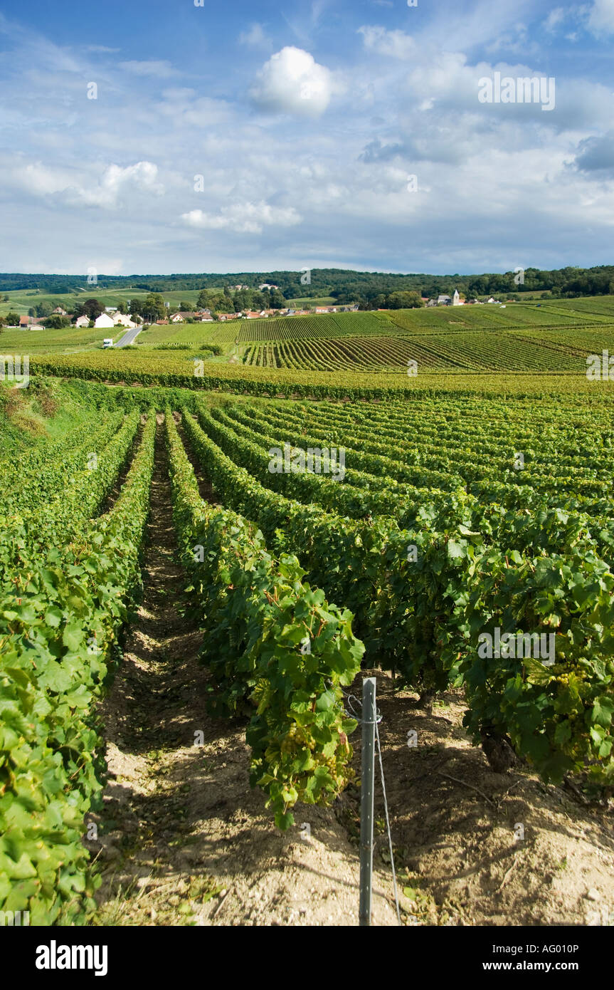 Montagne de reims north facing vineyards hi-res stock photography and ...