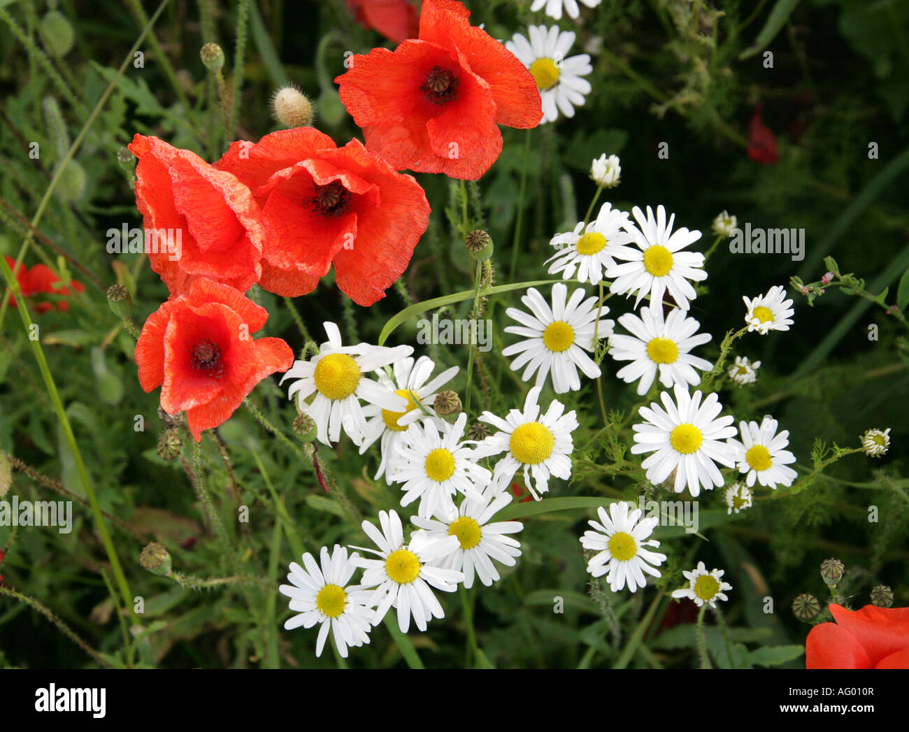 Scentless Mayweed Matricaria perforata and Common Poppies Papaver ...
