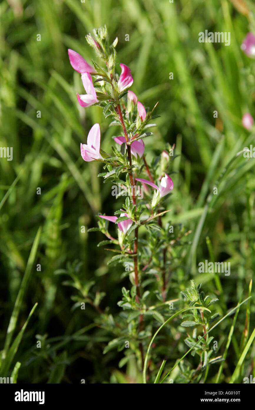 Spiny Rest Harrow, Restharrow, Ononis spinosa, Fabaceae (Leguminosae ...
