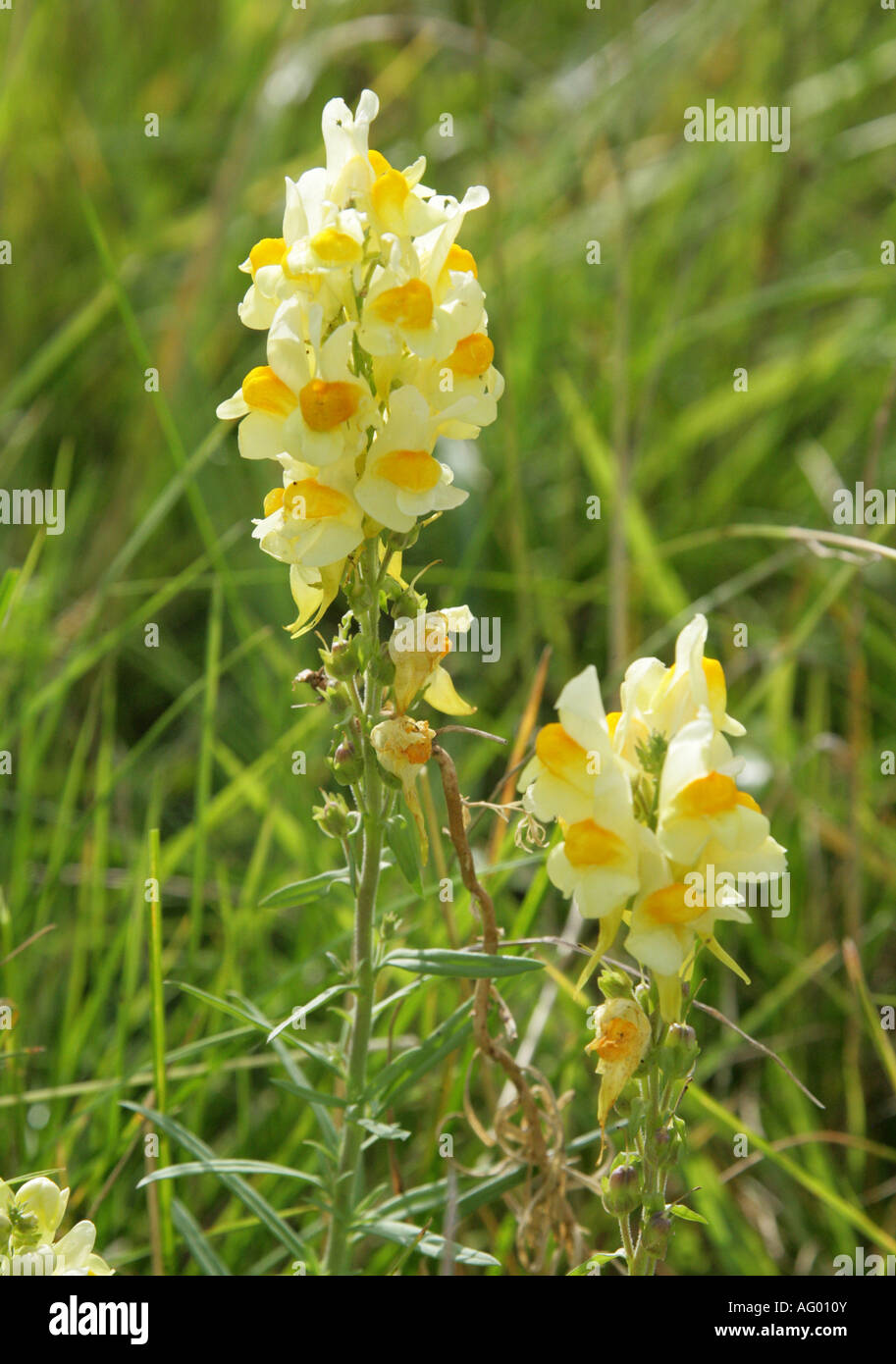 Common Toadflax Linaria vulgaris Scrophulariaceae Stock Photo - Alamy