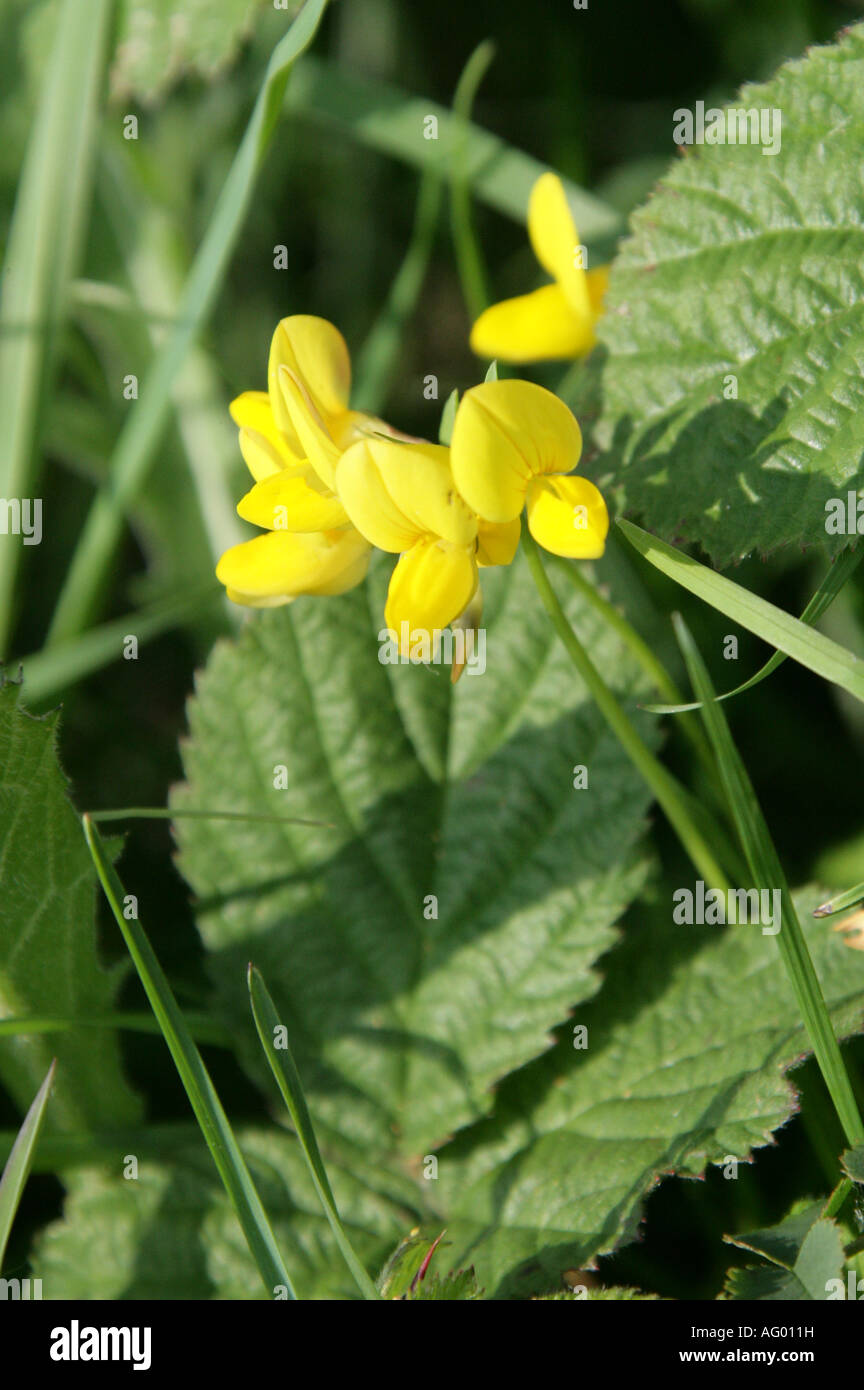 Birdsfoot Trefoil, Lotus corniculatus, Fabaceae (Leguminosae). British ...