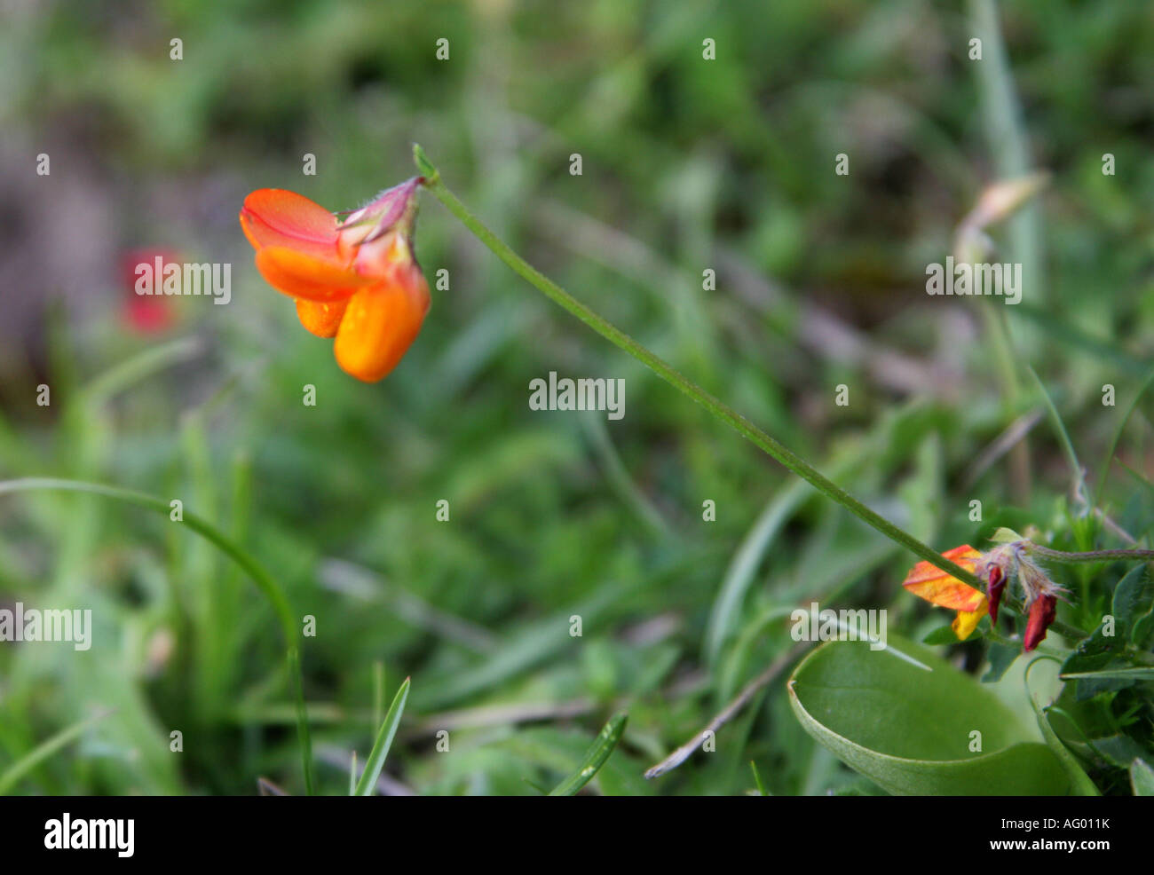 Birdsfoot Trefoil, Lotus corniculatus, Fabaceae (Leguminosae Stock ...