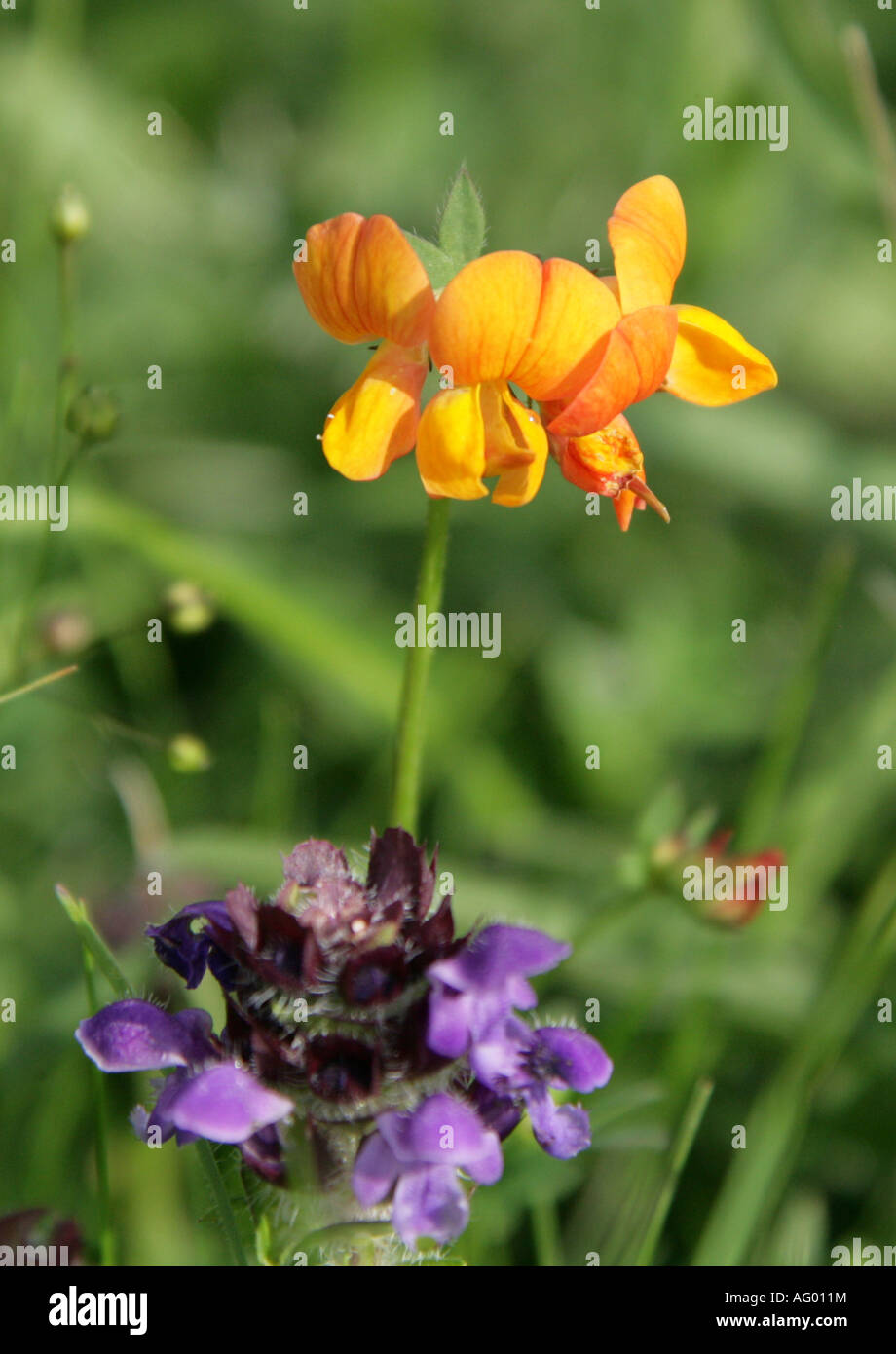 Birdsfoot Trefoil Lotus corniculatus Leguminosae and Self Heal Prunella ...