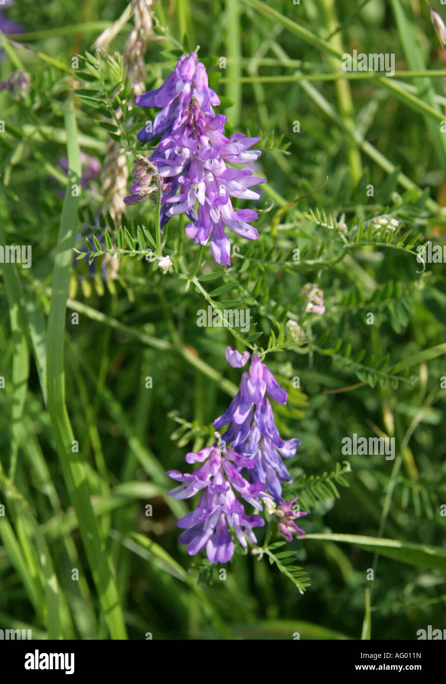 Tufted Vetch, Bird Vetch, Cow Vetch or Tinegrass, Vicia cracca ...