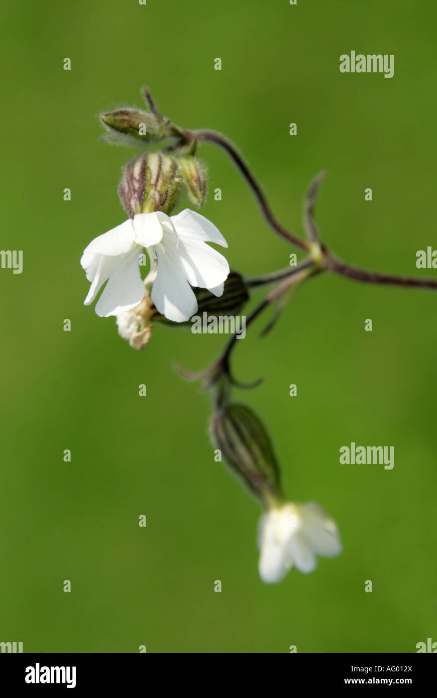 White Campion Silene alba Caryophyllaceae Stock Photo - Alamy