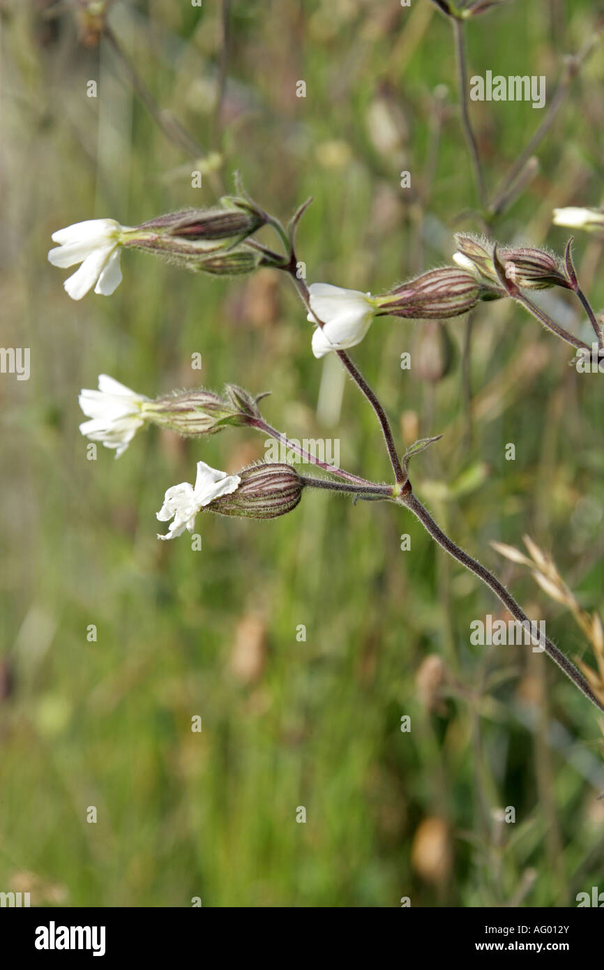 White Campion Silene alba Caryophyllaceae Stock Photo - Alamy