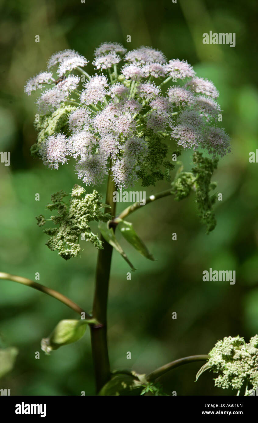 Ground Elder or Goutweed, Aegopodium podagraria, Apiaceae Stock Photo ...
