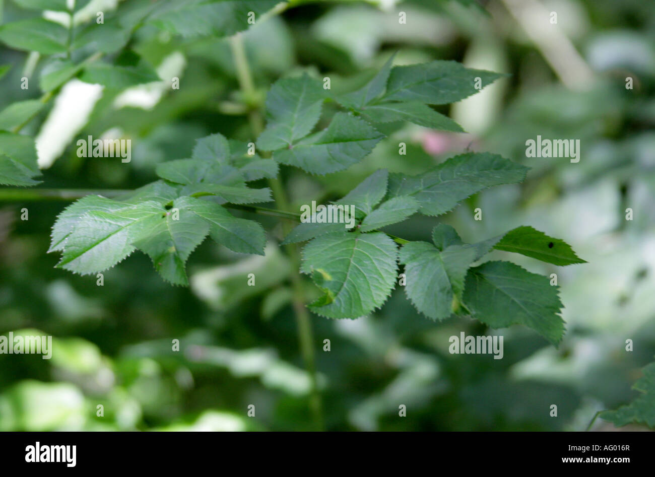 Ground Elder or Goutweed Leaves, Aegopodium podagraria, Apiaceae Stock ...