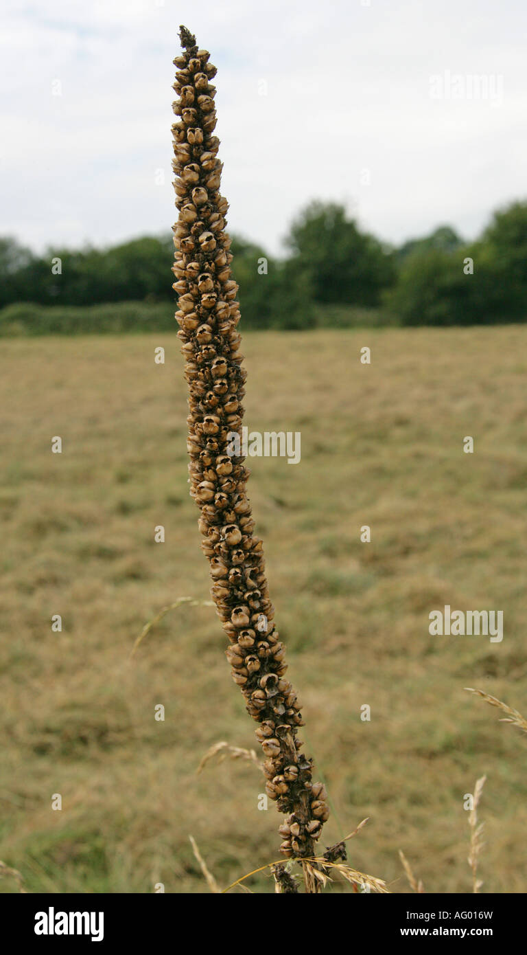 Great Mullein Seed Spike, Verbascum thapsus, Scrophulariaceae Stock ...