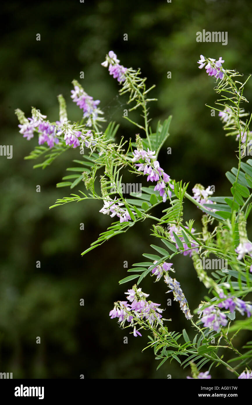 Goats Rue, Galega officinalis, Fabaceae (Leguminosae Stock Photo - Alamy