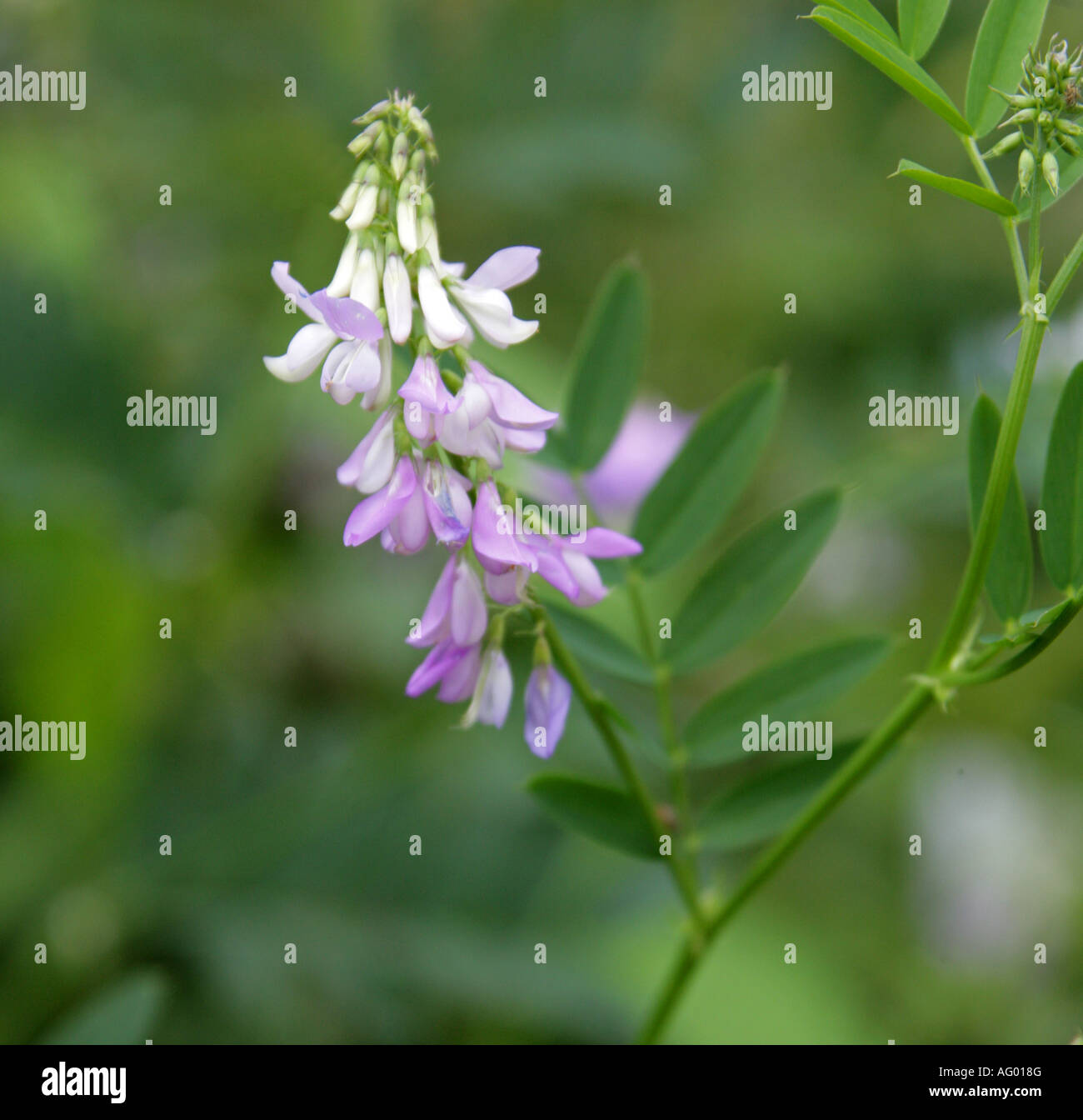Goats Rue, Galega officinalis, Fabaceae (Leguminosae Stock Photo - Alamy