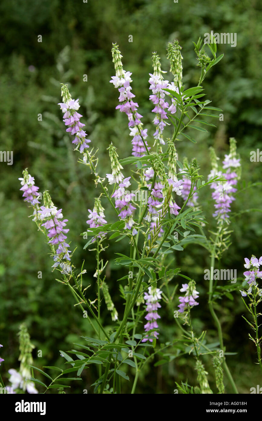 Goats Rue, Galega officinalis, Fabaceae (Leguminosae Stock Photo - Alamy