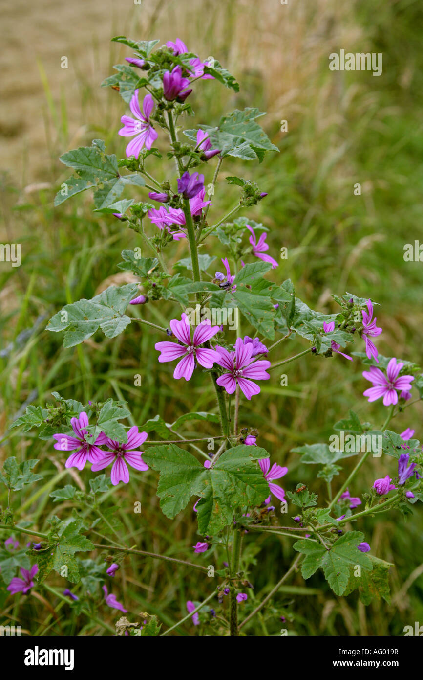 Common Mallow Malva sylvestris Malvaceae Stock Photo - Alamy