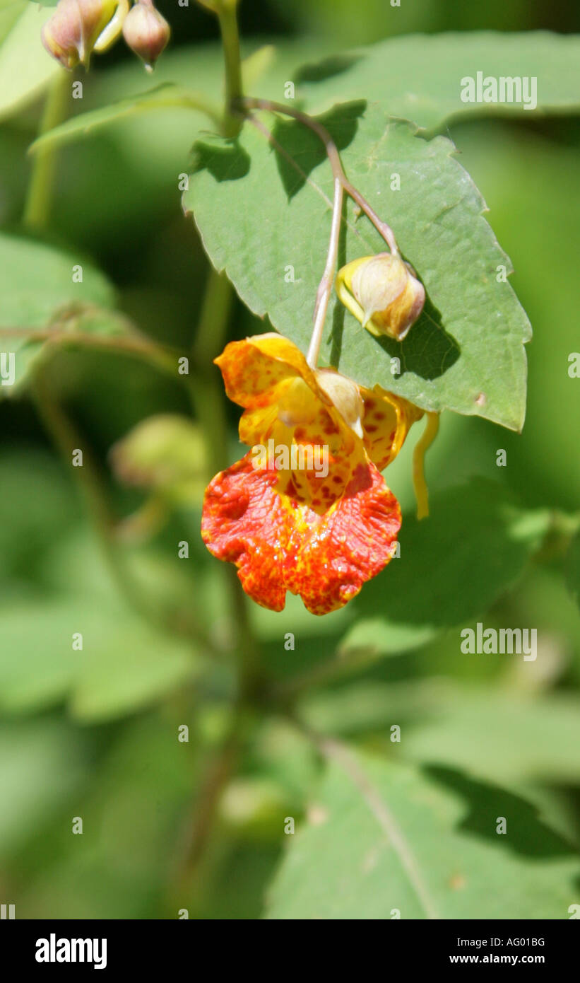 Orange Balsam, Impatiens capensis, Balsaminaceae, aka Jewelled Balsam ...