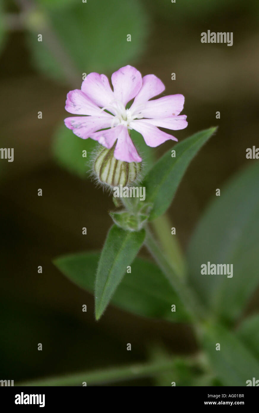 Pink Campion. A Hybrid of Red Campion, Silene dioica, and White Campion ...