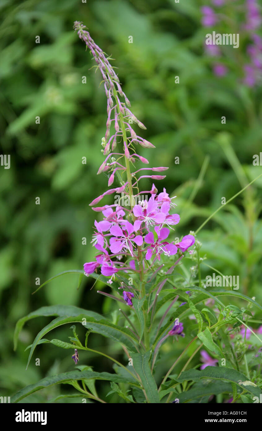 Rosebay Willowherb, Epilobium angustifolium, Onagraceae Stock Photo - Alamy
