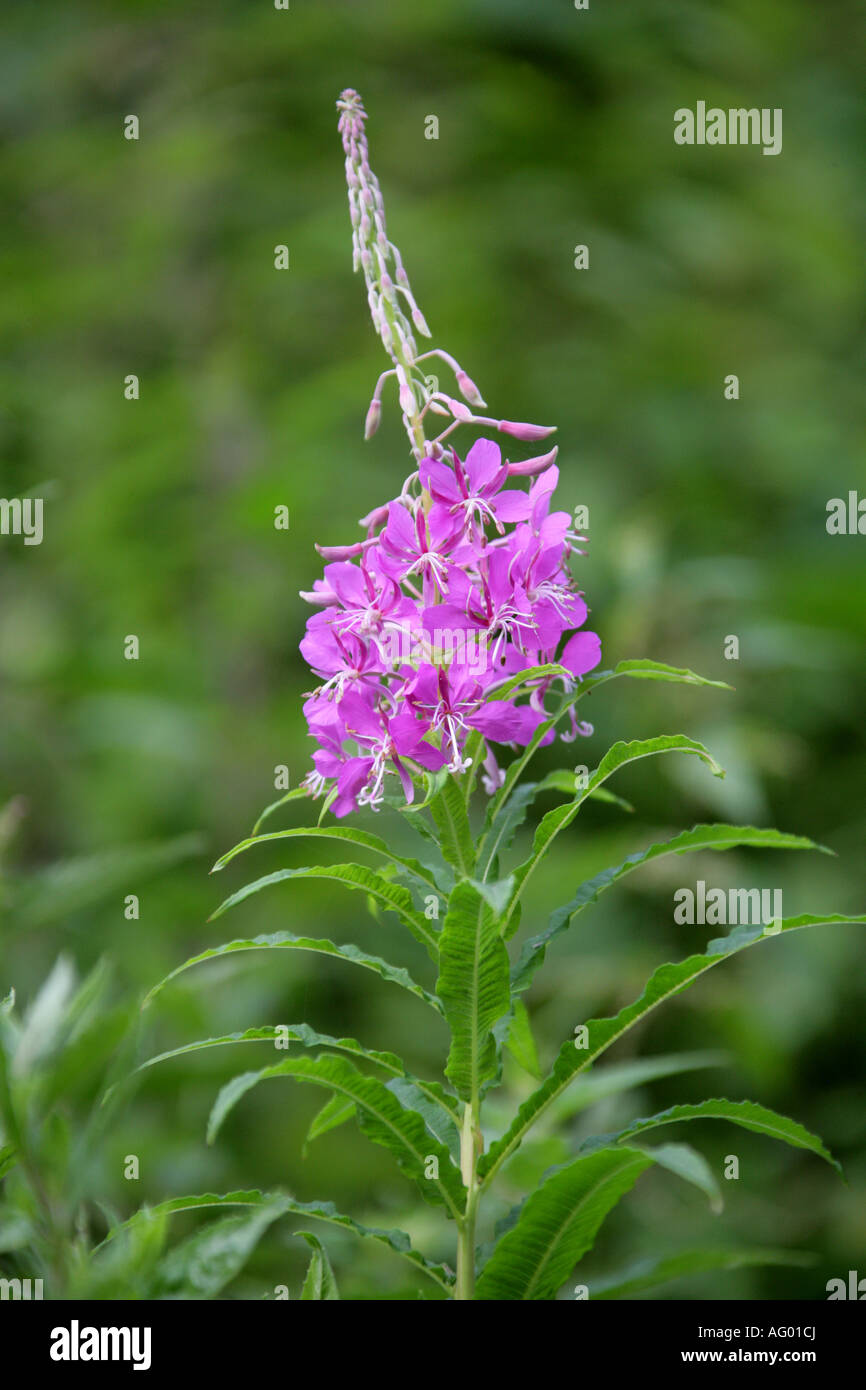 Rosebay Willowherb, Epilobium angustifolium, Onagraceae Stock Photo - Alamy