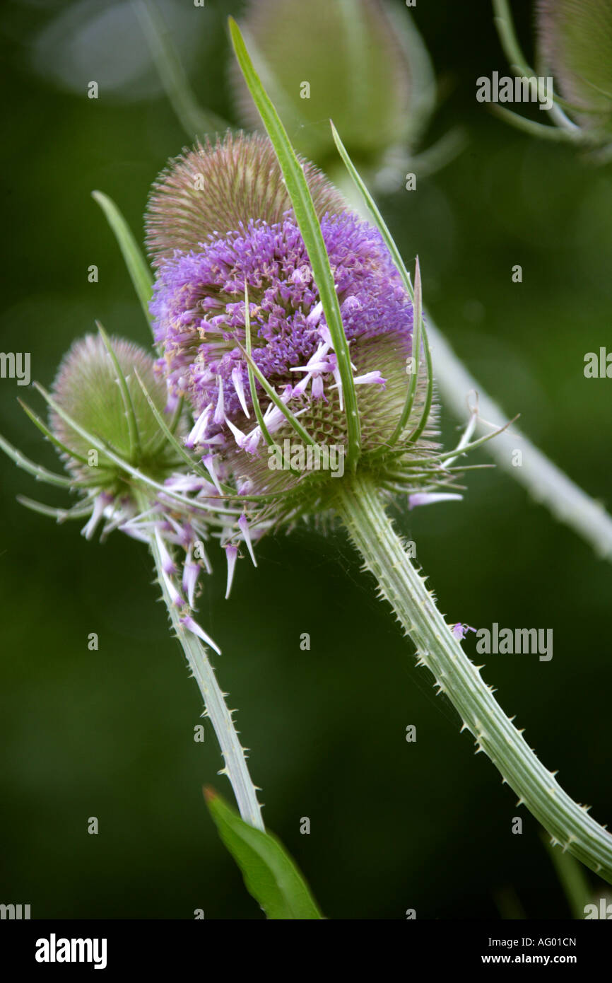 Teasel Dipsacus fullonum Dipsacaceae Stock Photo - Alamy
