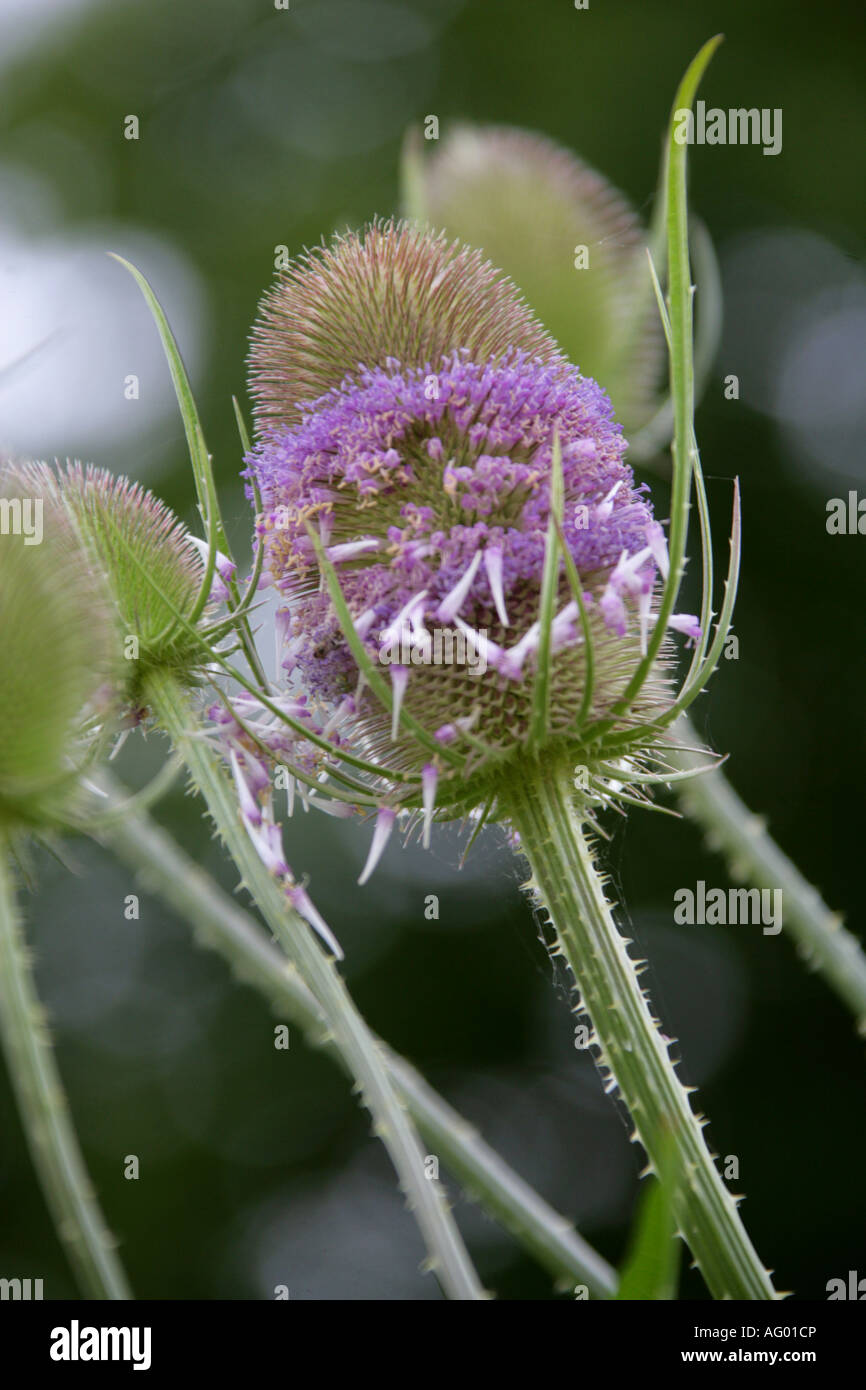 Teasel Dipsacus fullonum Dipsacaceae Stock Photo - Alamy
