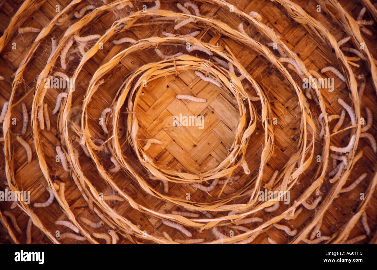 Silk Worms South India Kerala Village Life Stock Photo - Alamy