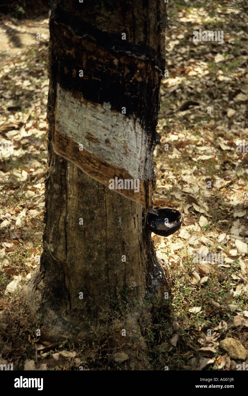 Rubber tree kerala hi-res stock photography and images - Alamy