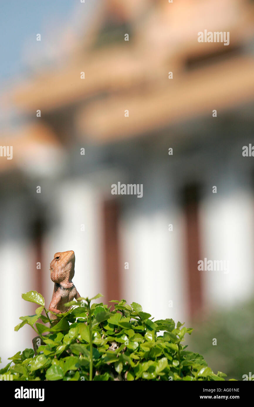 Lizard sunbathing outside the Throne Room at the Royal Palace, Phnom ...