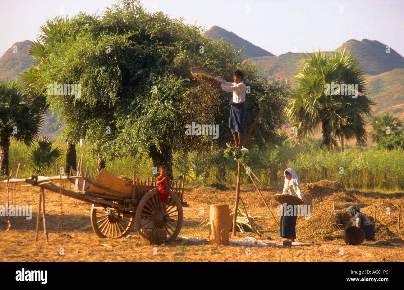 Sifting grain with family ,cart and primitive tools in the golden light ...