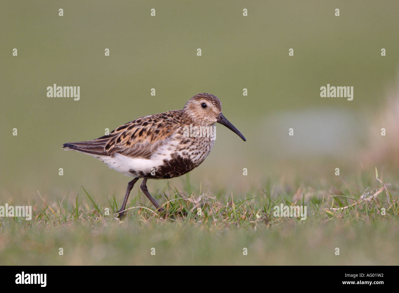 Dunlin in summer plummage walking in the Shetlands Stock Photo - Alamy