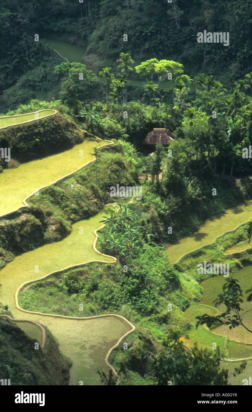 Banawe rice terraces High Resolution Stock Photography and Images - Alamy