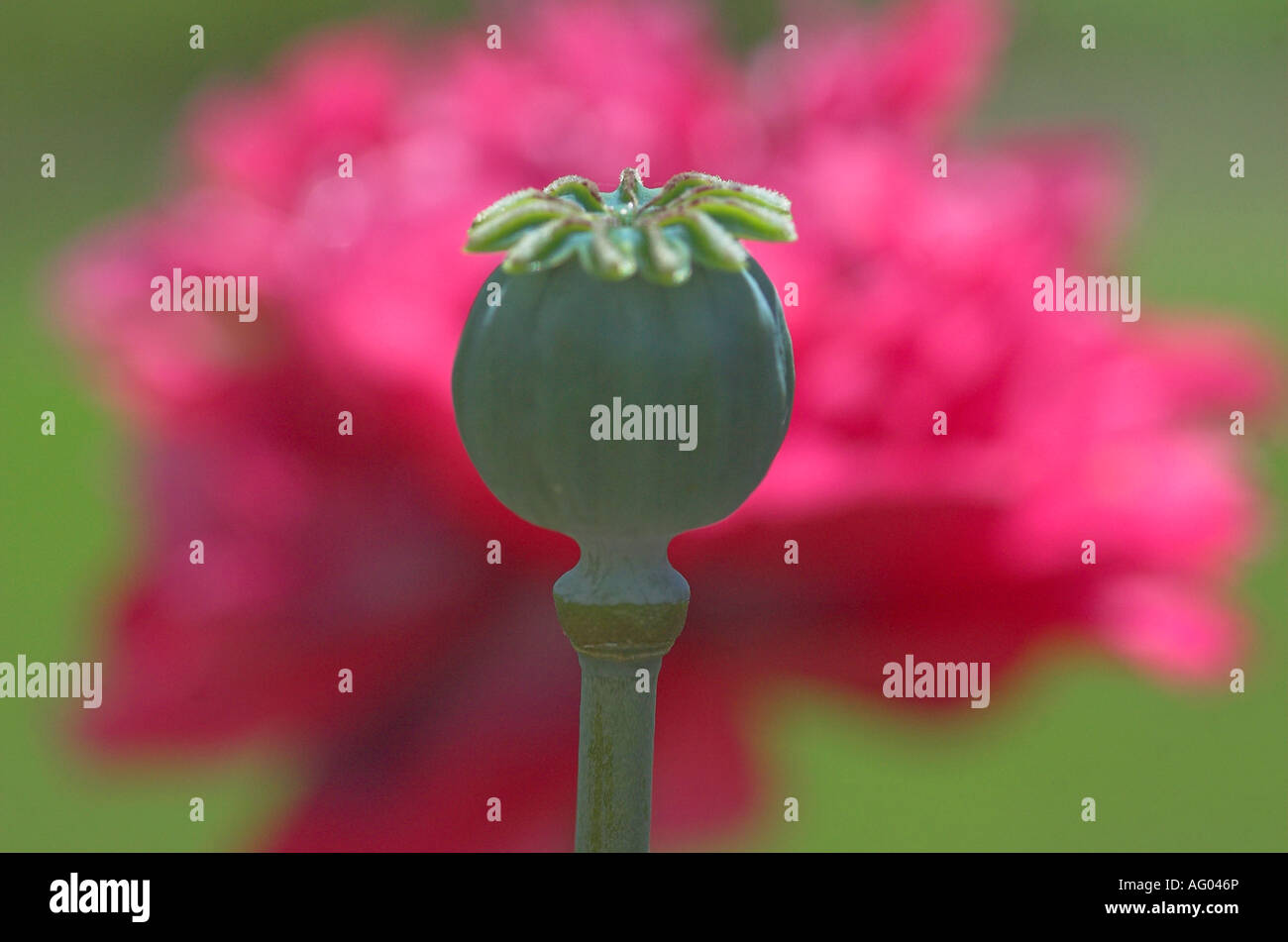 poppy flower seed head (papaver spp Stock Photo - Alamy