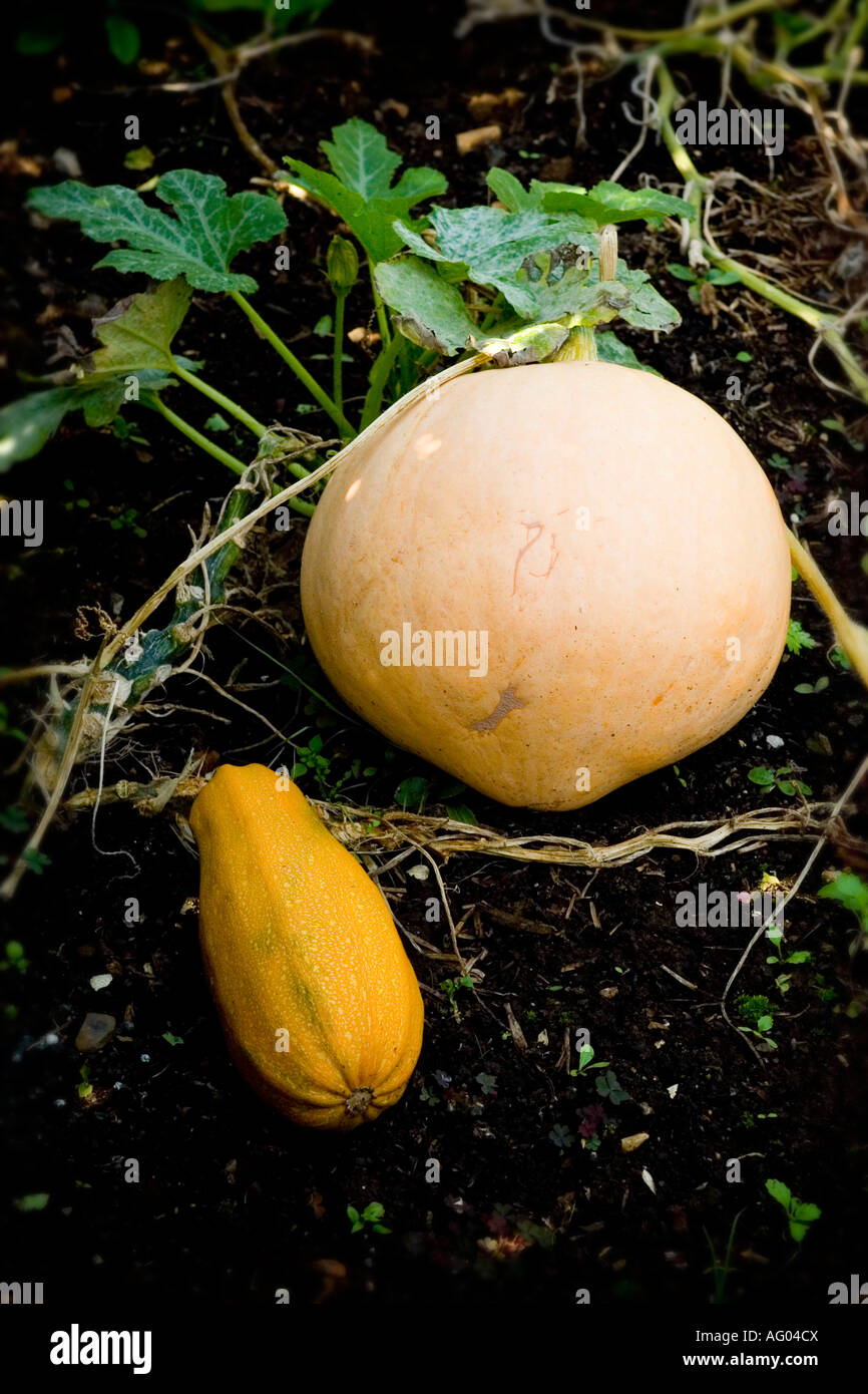 Growing gourds hi-res stock photography and images - Alamy