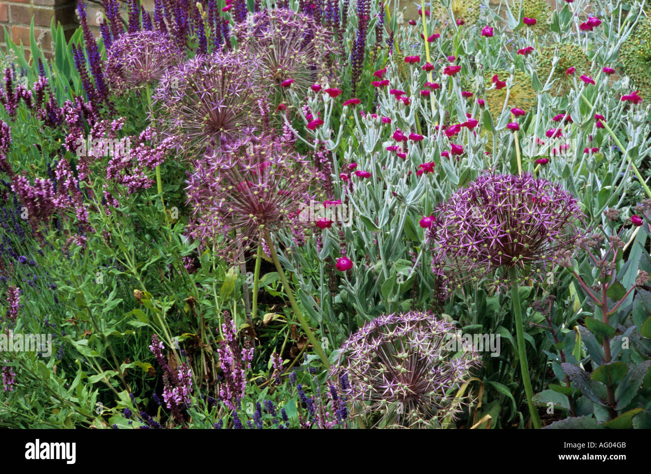 Allium cristophii in border Stock Photo - Alamy