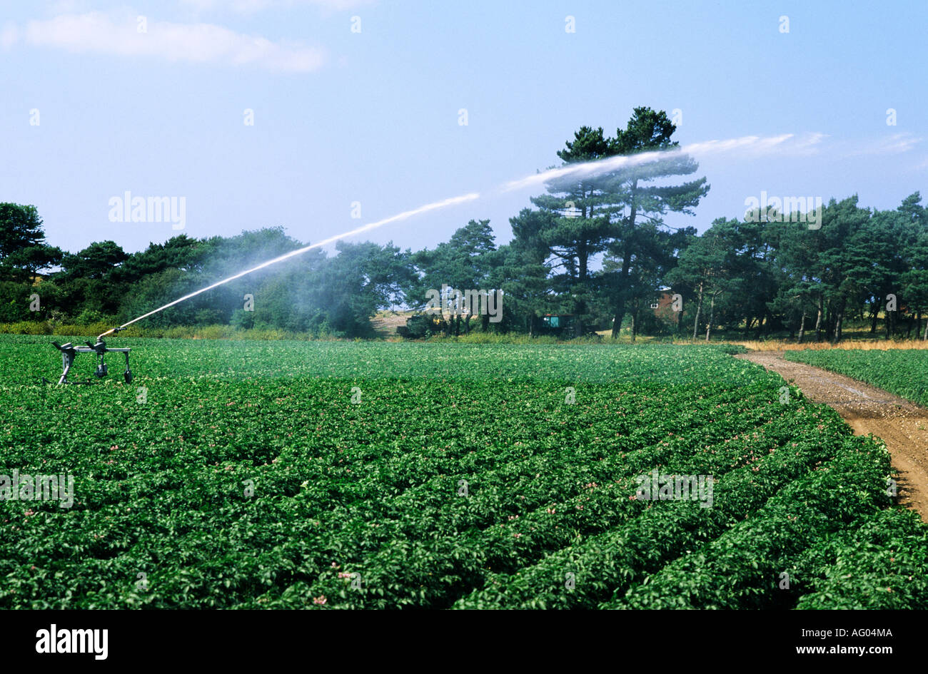 Drought, commercial irrigation, potato field, watering plants, crop ...