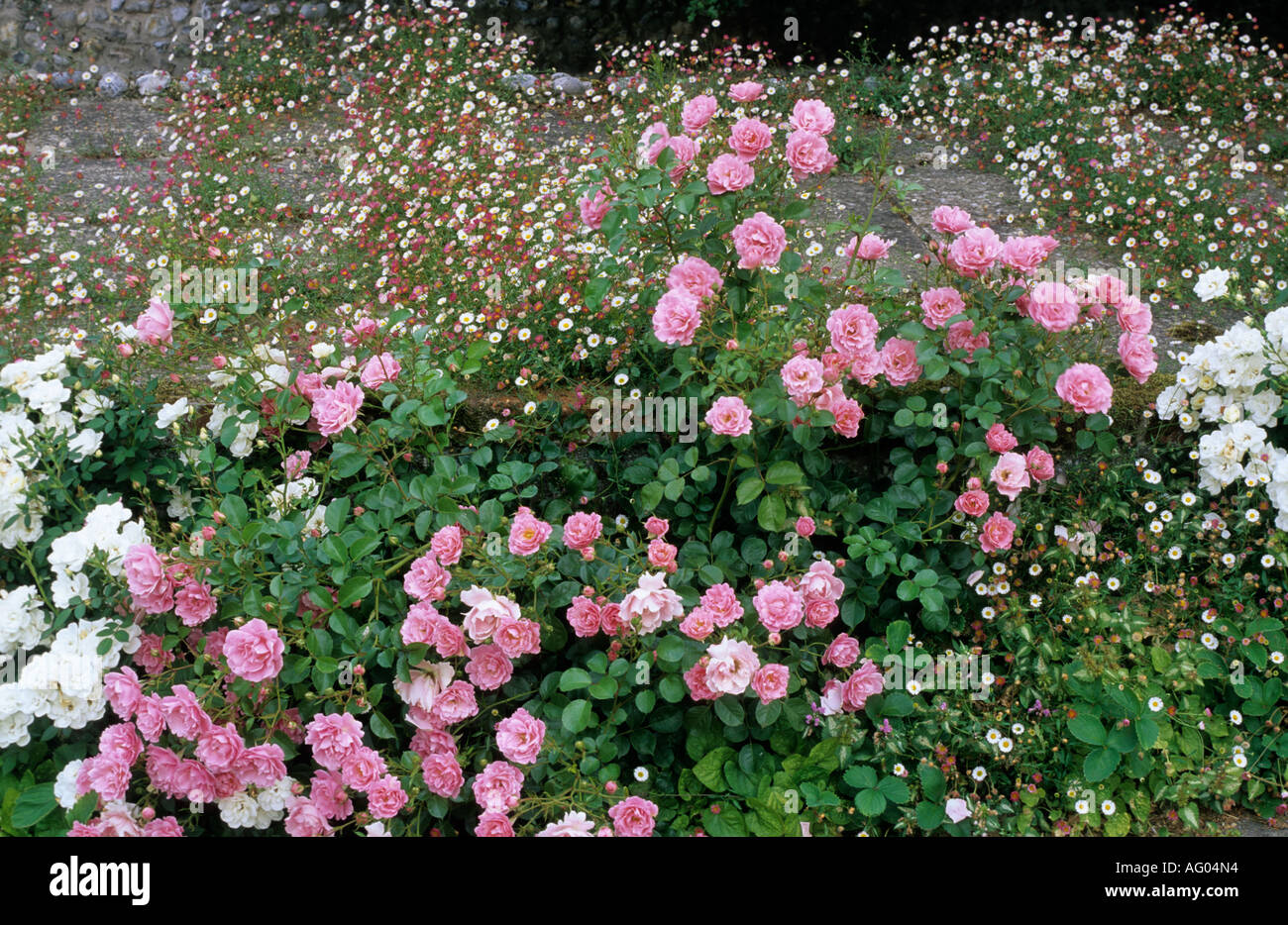 Rosa surrey and rosa kent hi-res stock photography and images - Alamy