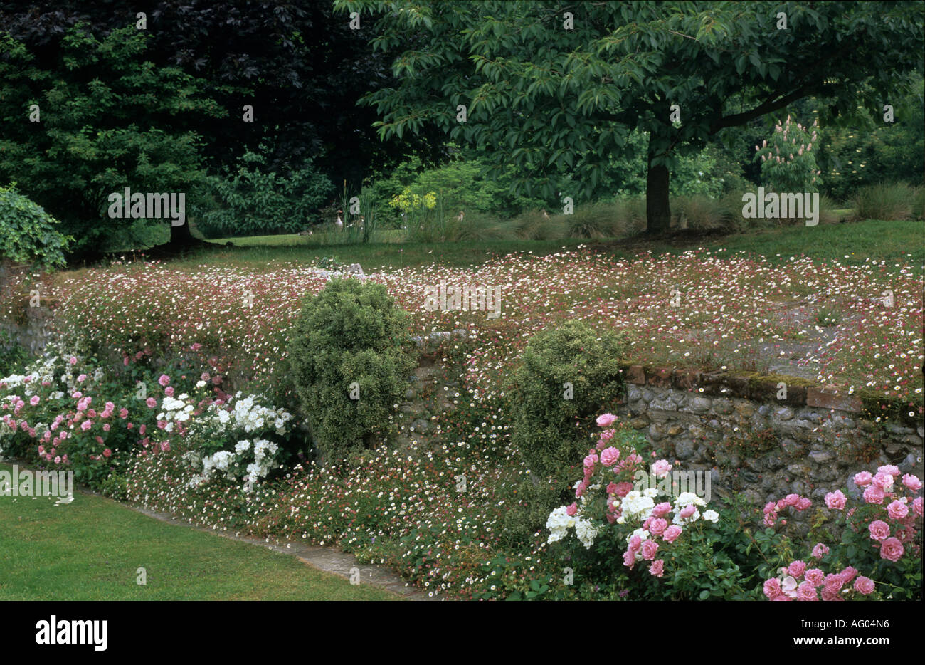Erigeron karvinskianus growing on wall, Rosa 'Surrey' and Rosa 'Kent ...